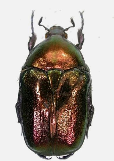Potosia angustata orientalis - Carabus.eu