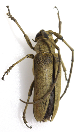 Apriona sp 1 41mm - Carabus.eu