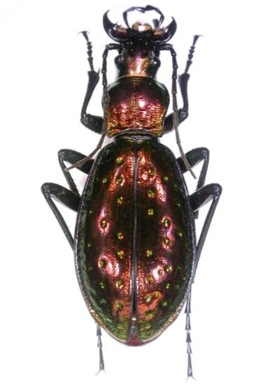 Chrysotribax rutilans aragonensis - Carabus.eu