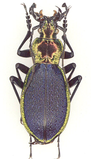carte 5 - Carabus.eu