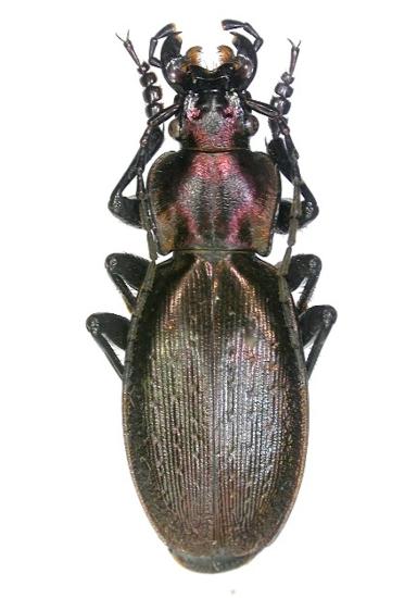 Archiplectes daphnis askhicus PT - Carabus.eu