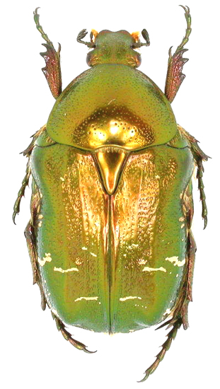 Cetonia aurata aurata - Carabus.eu