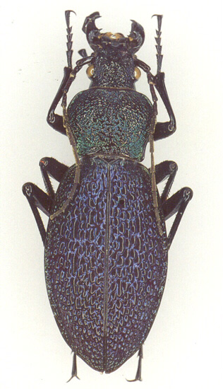 carte 6 - Carabus.eu
