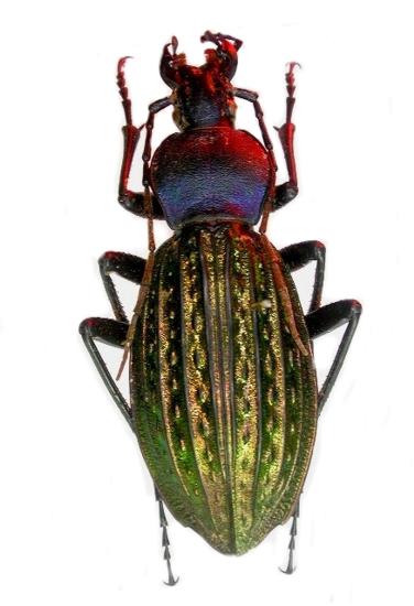 Apotomopterus cantonensis - Carabus.eu