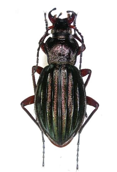 Chrysocarabus auronitens normanensis f.ind. cauvini (Pers.) - Carabus.eu