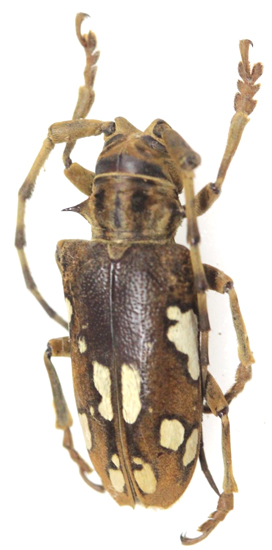 Celosterna pulchellator - Carabus.eu