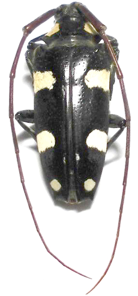 Cereopsius affinis - Carabus.eu