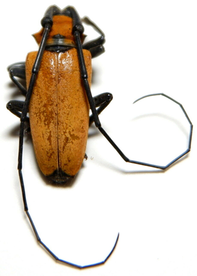 Cereopsius praetorius - Carabus.eu