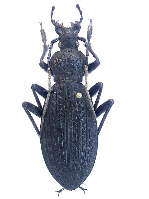 Apotomopterus clermontianus yaophilus - Carabus.eu