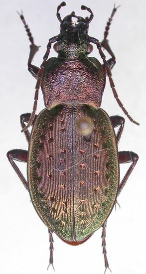 Orinocarabus concolor amplicollis - Carabus.eu