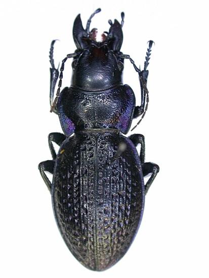 Cratocephalus cicatricosus - Carabus.eu