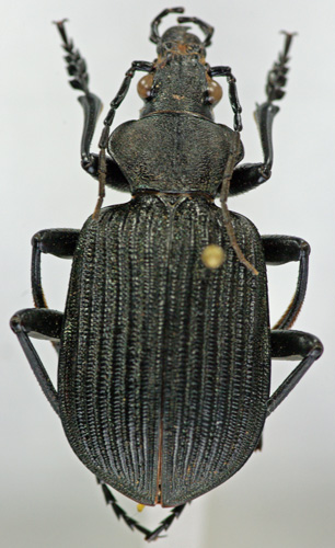 Ctenosta planicolle - Carabus.eu