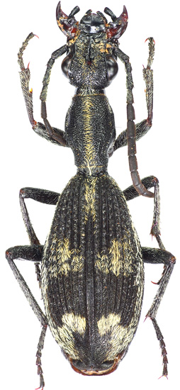 Cypholoba tenuicollis telfanensis (PT) - Carabus.eu