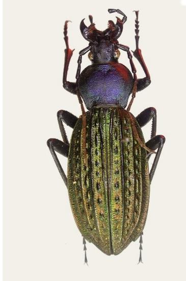 Apotomopterus davidi kienchangensis - Carabus.eu