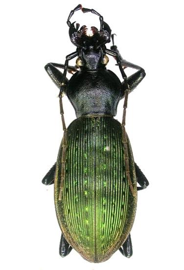 Apotomopterus dechambrianus - Carabus.eu