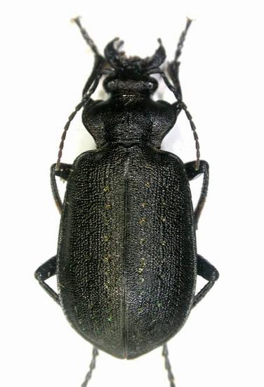 Campalita denticolle mongolicum - Carabus.eu