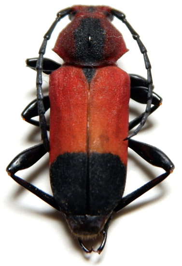 Euryphagus pictus - Carabus.eu