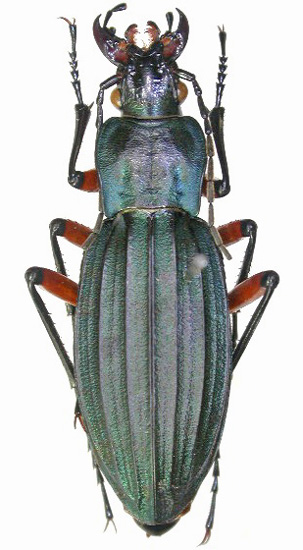 Ctenocarabus galicianus - Carabus.eu
