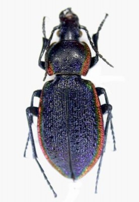 Hemicarabus - Carabus.eu