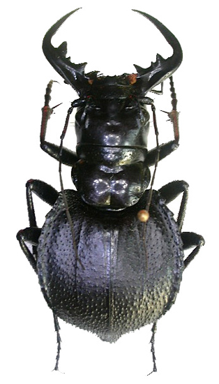 Manticora holubi - Carabus.eu
