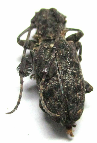 Imantocera mindanaoensis - Carabus.eu