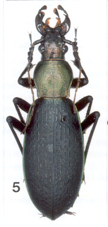 Coptolabrus jankowskii seoulensis - Carabus.eu