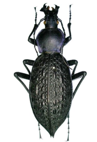 lafossei tungchengensis - Carabus.eu