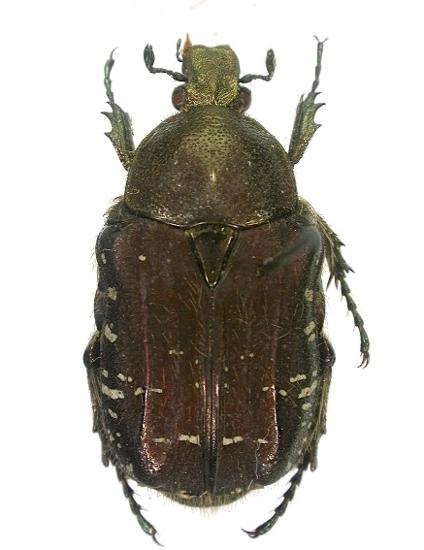 Eucetonia magnifica magnifica - Carabus.eu