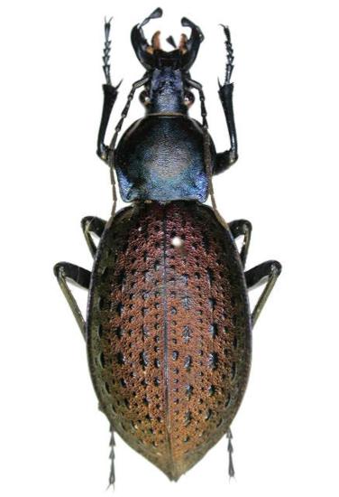 Coptolabrus formosus nili - Carabus.eu
