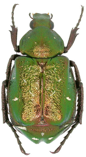 Gnorimus nobilis - Carabus.eu