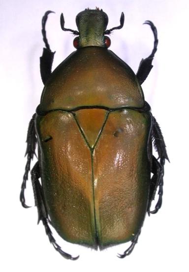 Torynorrhina opalina - Carabus.eu