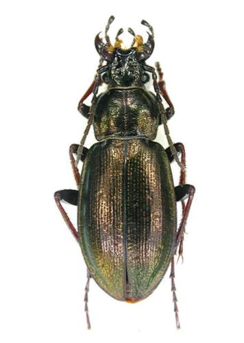 Ophiocarabus striatulus - Carabus.eu