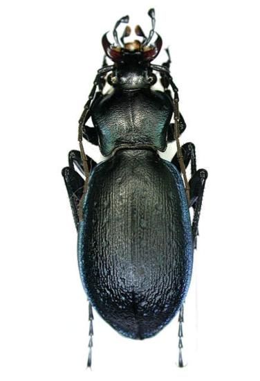 Oxycarabus saphyrinus besanconi - Carabus.eu