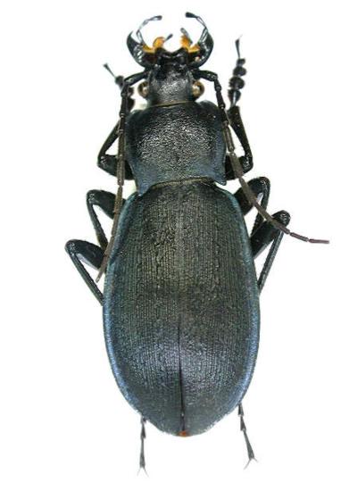 Pachycarabus roseri ciftecopruleriensis - Carabus.eu