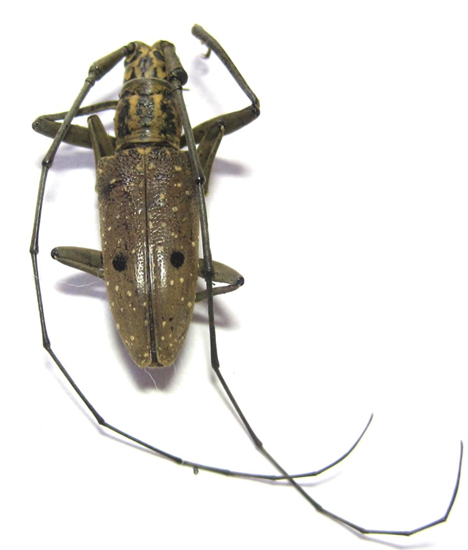 Pelargoderus alcanor - Carabus.eu