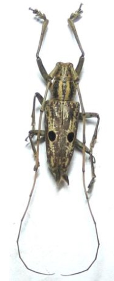 Pelargoderus luzonicus - Carabus.eu