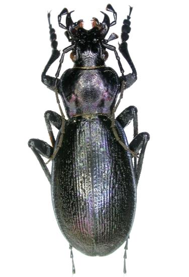 Megodontus persianus - Carabus.eu