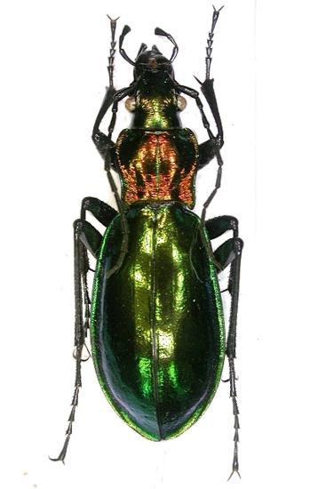 Chrysotribax splendens pinetorum - Carabus.eu