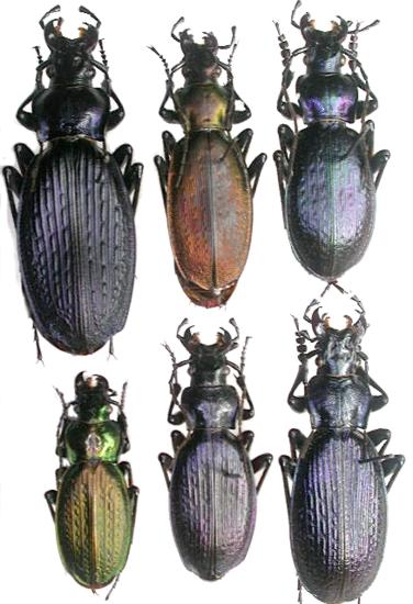 Représentation Archiplectes du Caucase - Carabus.eu