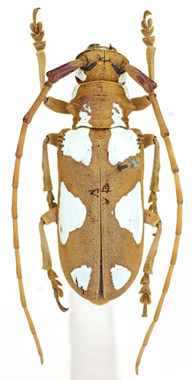 Prosopocera lactator - Carabus.eu