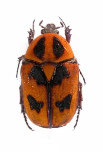 Heterotephraea (Psacadoptera) bousqueti - Carabus.eu