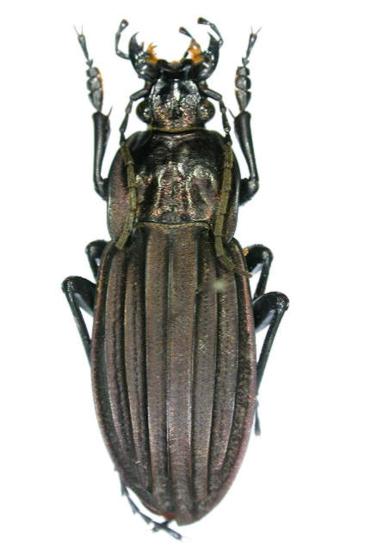 Rhabdotocarabus melancholicus costatus - Carabus.eu