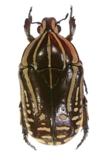 Rhabdotis bouchardi - Carabus.eu