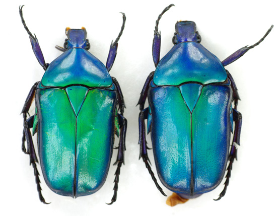 Rhomborrhina mellyi diffusa - Carabus.eu