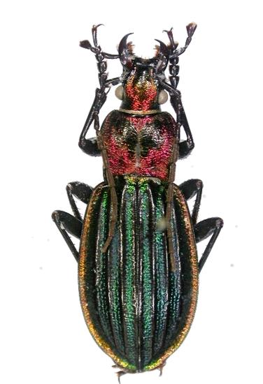 Chrysocarabus lateralis sainvali - Carabus.eu