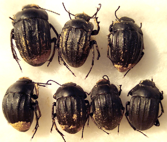 Tenebrionidae Irak 1 - Carabus.eu
