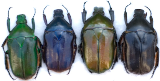 Torynorrhina thiemei - Carabus.eu