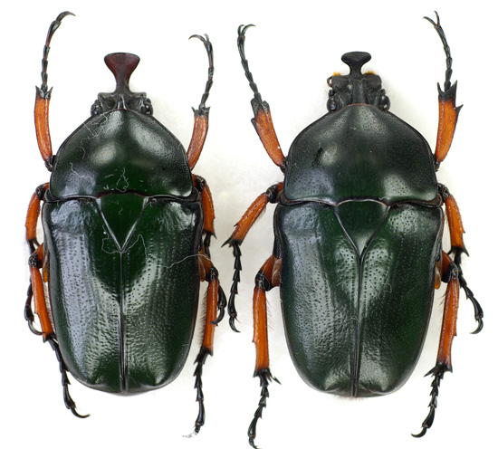 Trigonophorus rothschildi - Carabus.eu