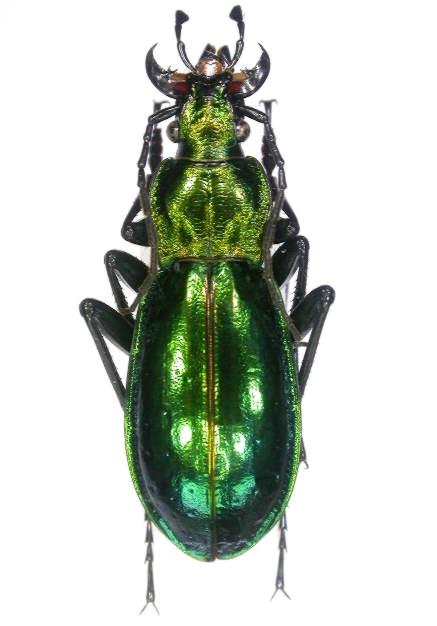 Chrysocarabus lineatus troberti - Carabus.eu