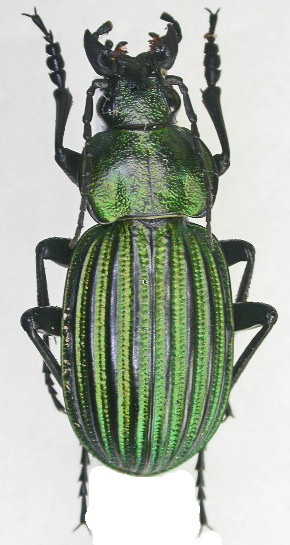 Blaptosoma viridisulcatum vandenberghei - Carabus.eu